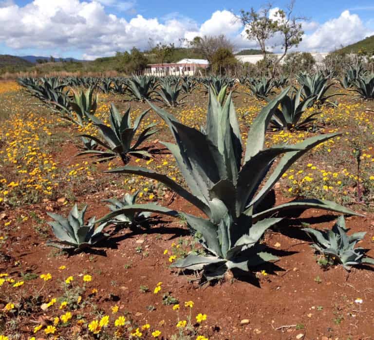 Back Alley Imports Comiteco and Chiapas - Back Alley Imports